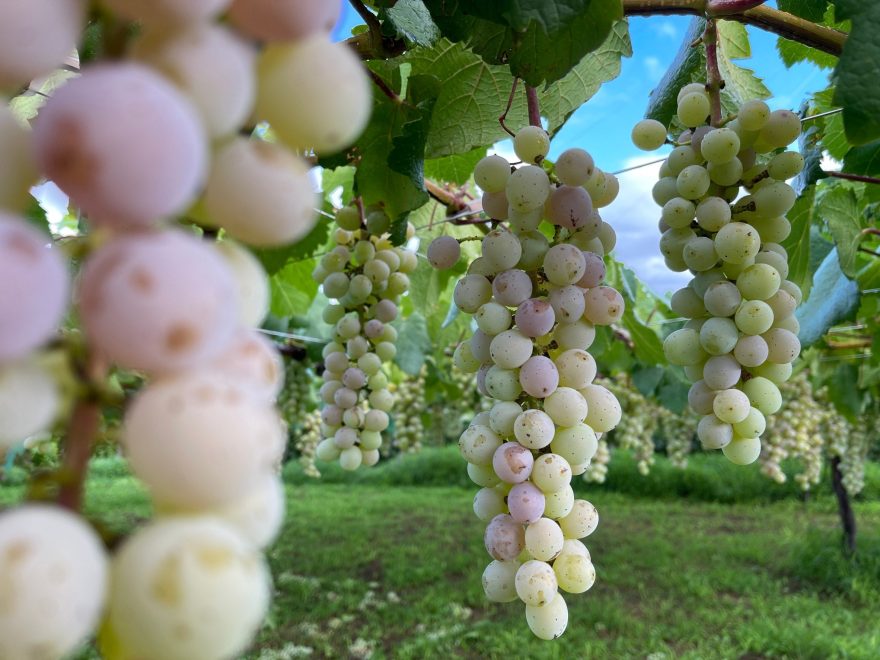 ヴェレゾン期／MBA・甲州編 | MGVs（マグヴィス）ワイナリー