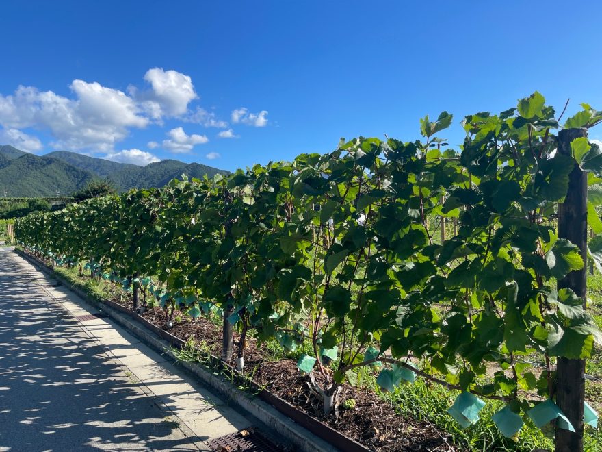 ヴェレゾン期／MBA・甲州編 | MGVs（マグヴィス）ワイナリー