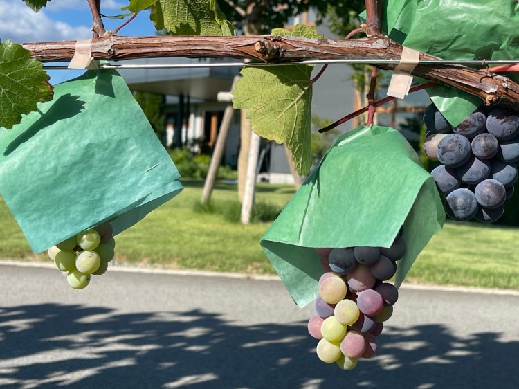 ヴェレゾン期／MBA・甲州編 | MGVs（マグヴィス）ワイナリー